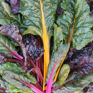 Chard Bunch – Nurtured Earth Organics