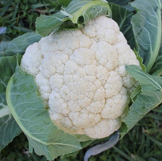 Cauliflower Whole SMALL – Nurtured Earth Organics